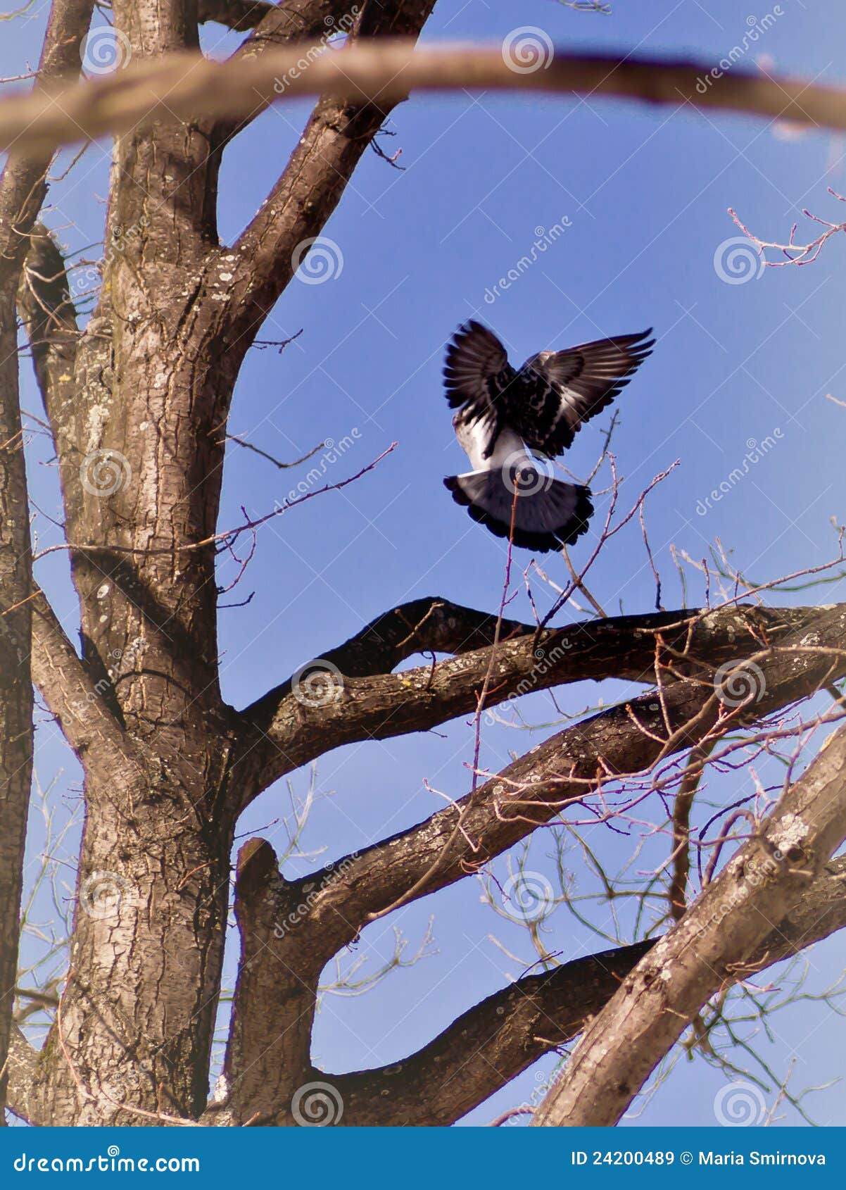 A bird in the branches stock image. Image of flight, landscape - 24200489