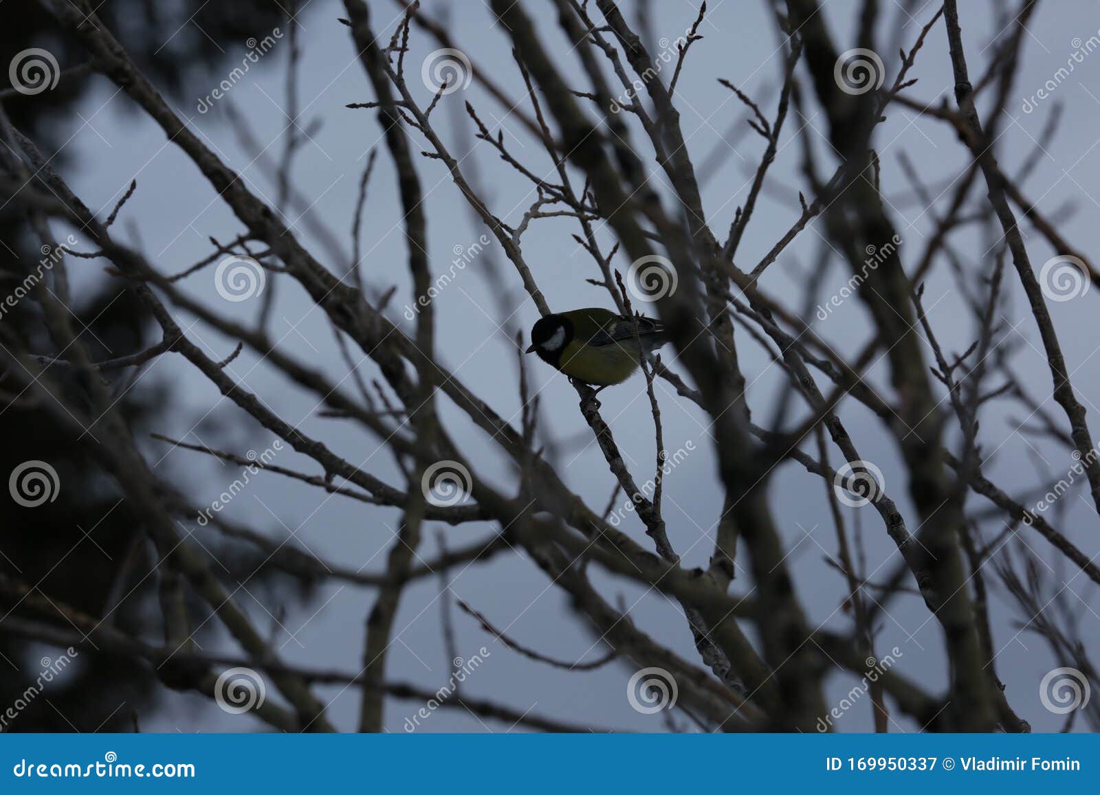 Bird on the branches. stock image. Image of aging, winter - 169950337