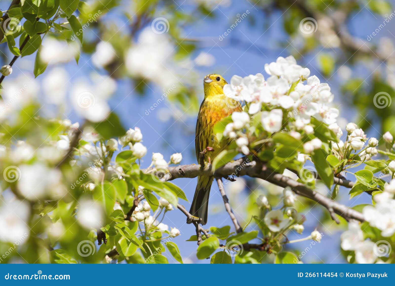 Bird among the Branches of a Flowering Tree Stock Photo - Image of ...
