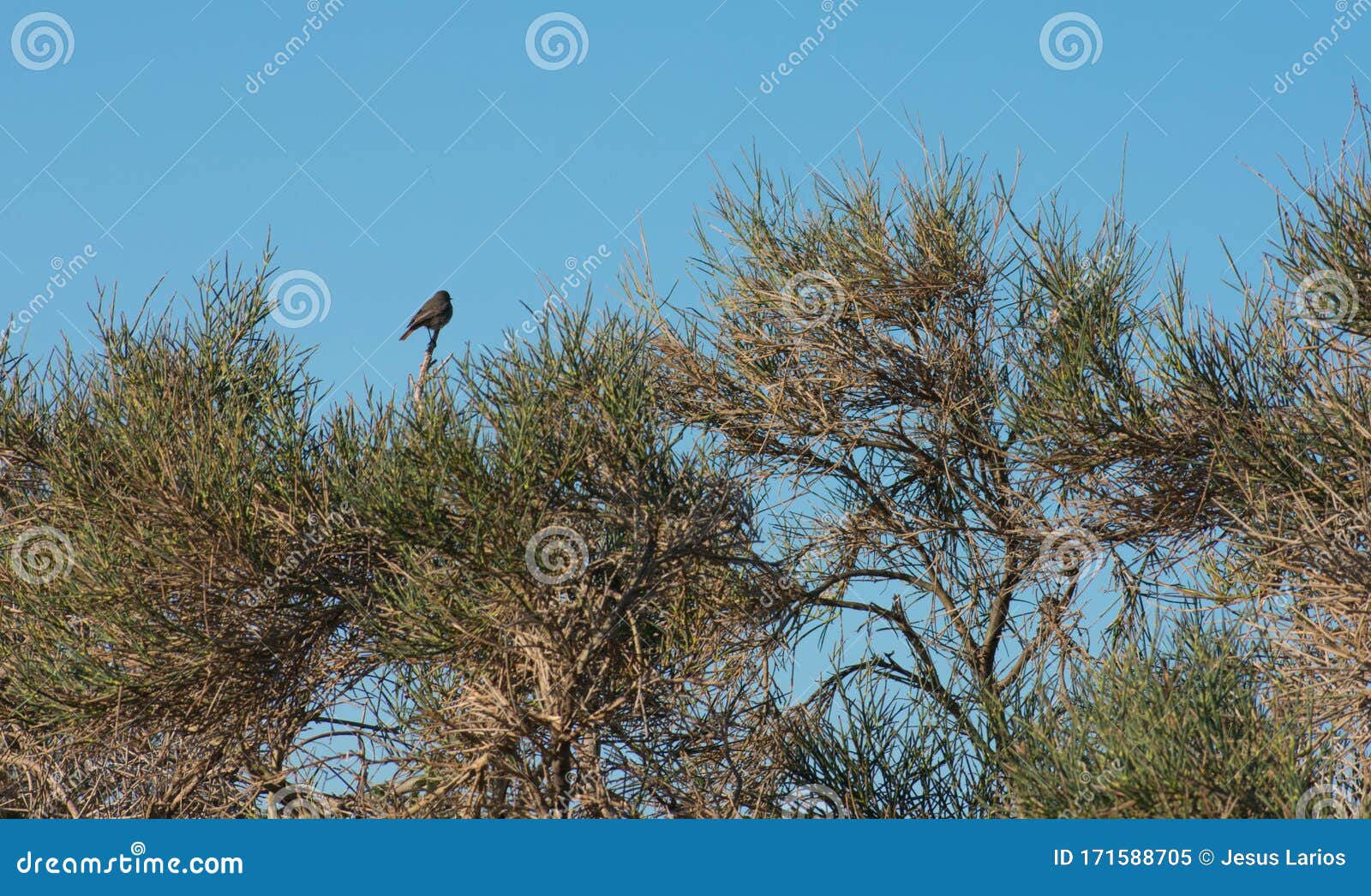 Bird Leaning Down Beneath A Twig Of A Plant In An Attractive Stance ...