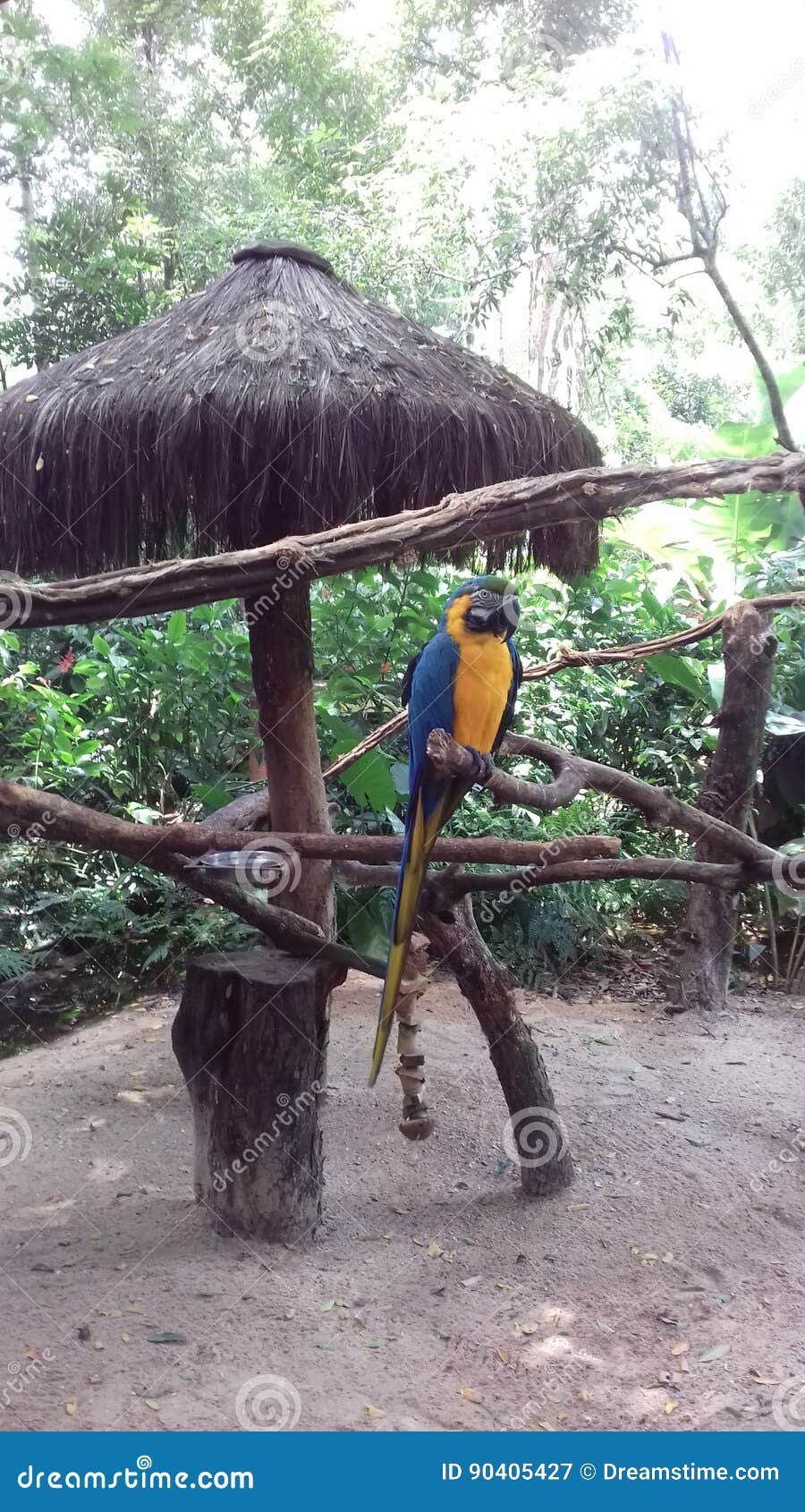 Bird stock image. Image of beautiful, bird, brazil, latinoamerica ...