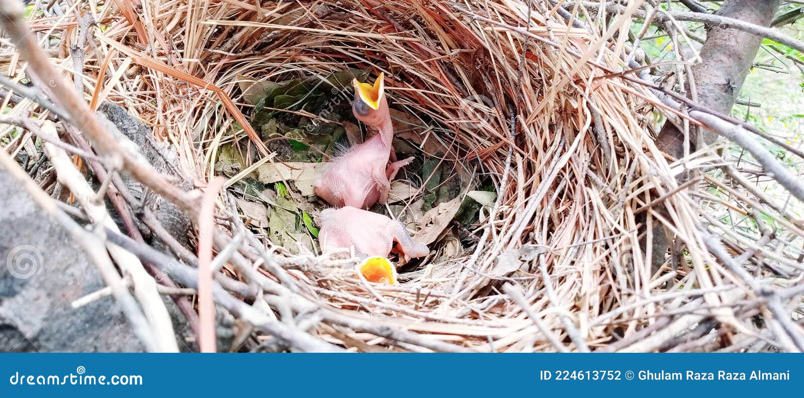 Bird Breeding Season Asia _ Image by Almani Stock Photo - Image of ...