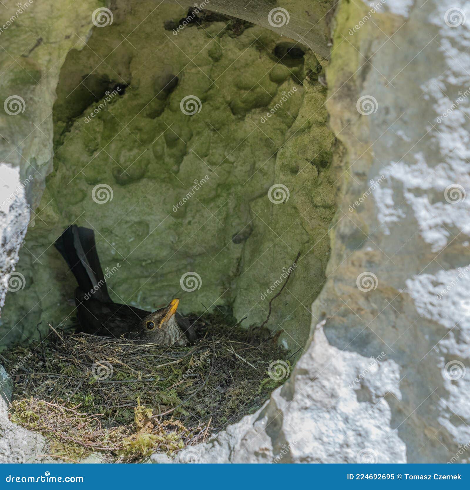 A Bird Brooding Its Young in a Nest Made and Hidden in a Rock Crevice ...