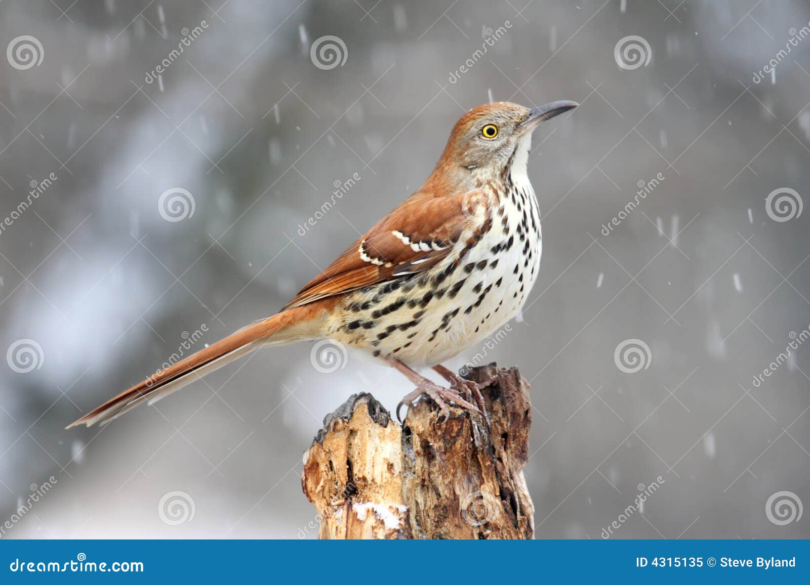 Bird - Brown Thrasher in Snow Stock Image - Image of wildlife, birds ...