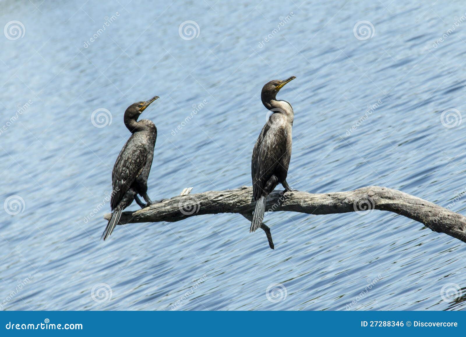 Bird Buddies stock photo. Image of lake, birds, nature - 27288346