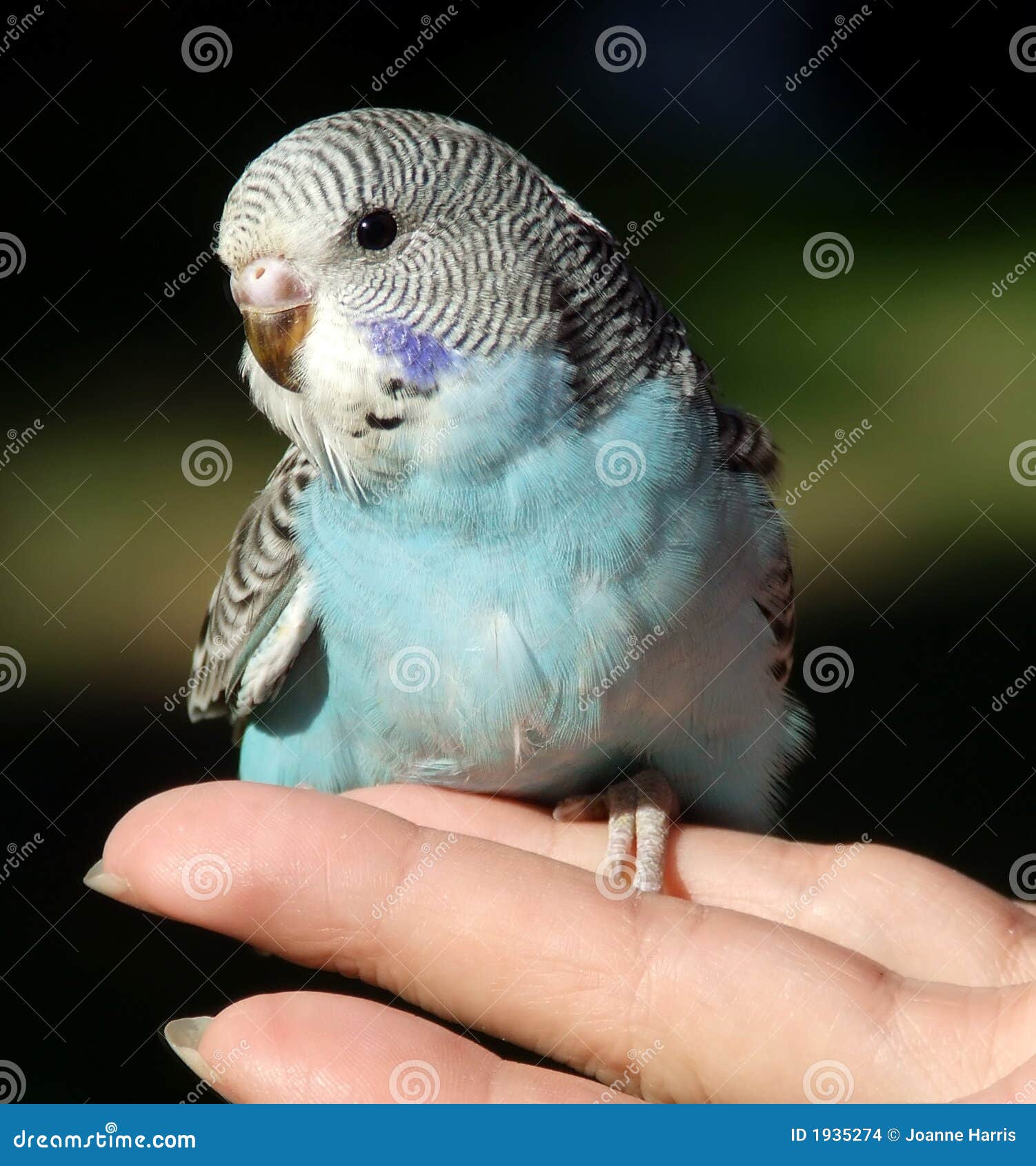 Bird - Budgeriegar stock photo. Image of parakeet, baby - 1935274