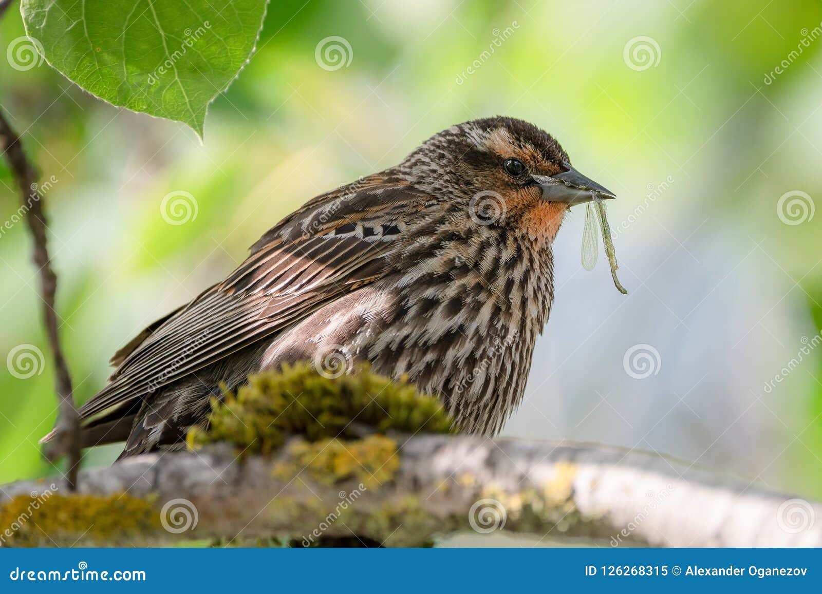 Bird with a Bug in Its Beak Stock Image - Image of feather, outdoor ...