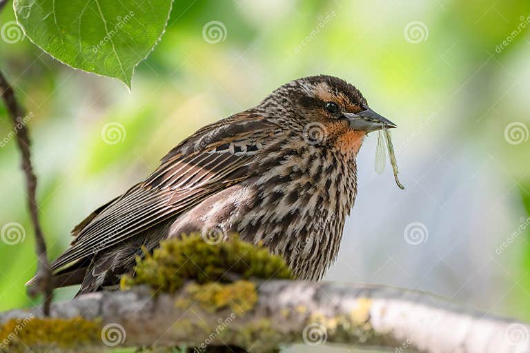 Bird with a Bug in Its Beak Stock Image - Image of feather, outdoor ...