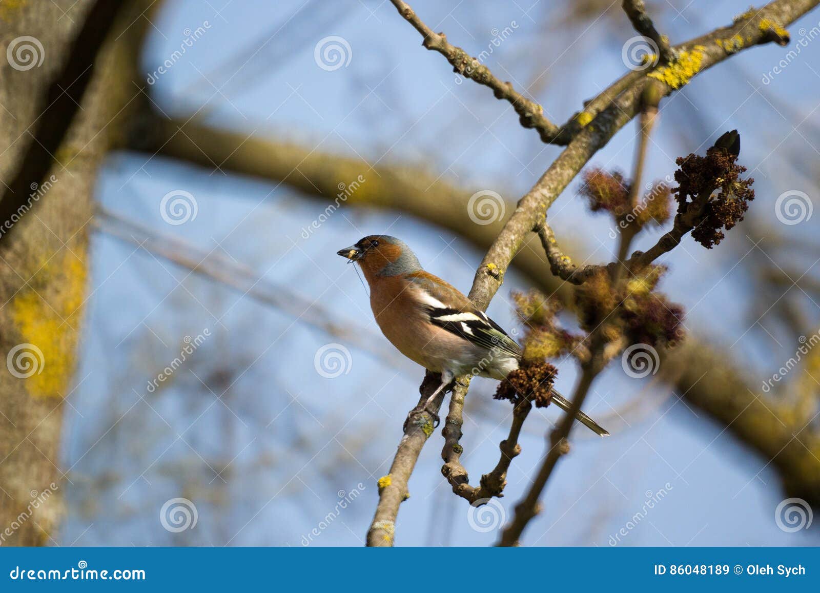Bird with a Bug in Its Beak Stock Image - Image of small, wild: 86048189