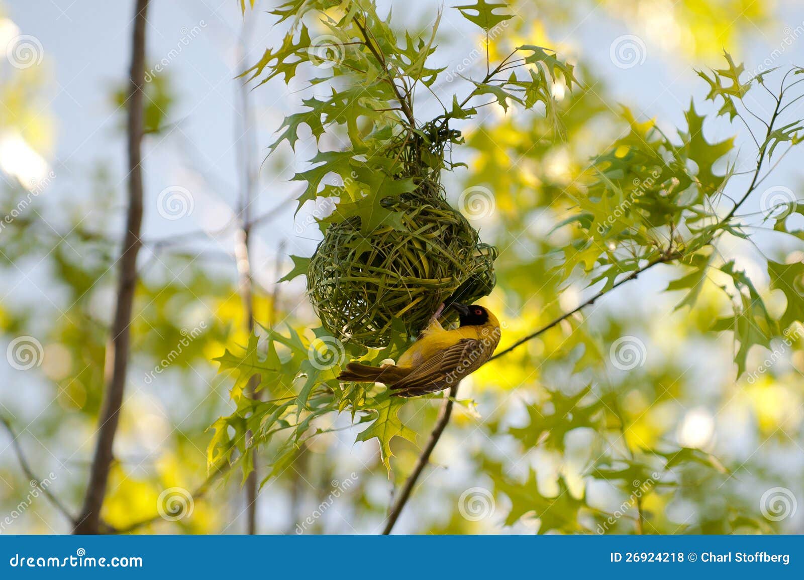 Bird building nest stock photo. Image of outdoors, goldfinch - 26924218