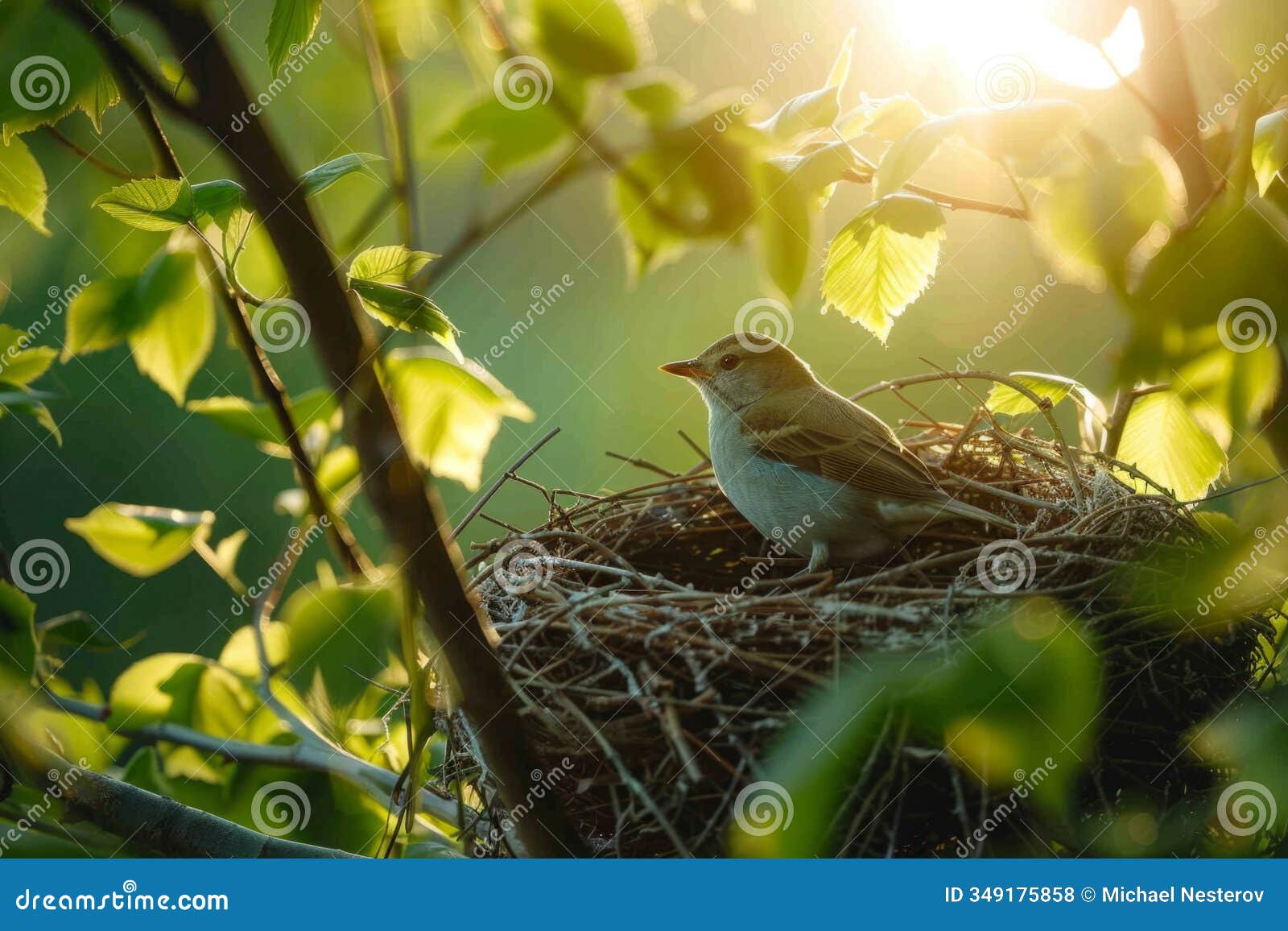 Bird Builds a Nest on a Tree Stock Photo - Image of branch, twigs ...