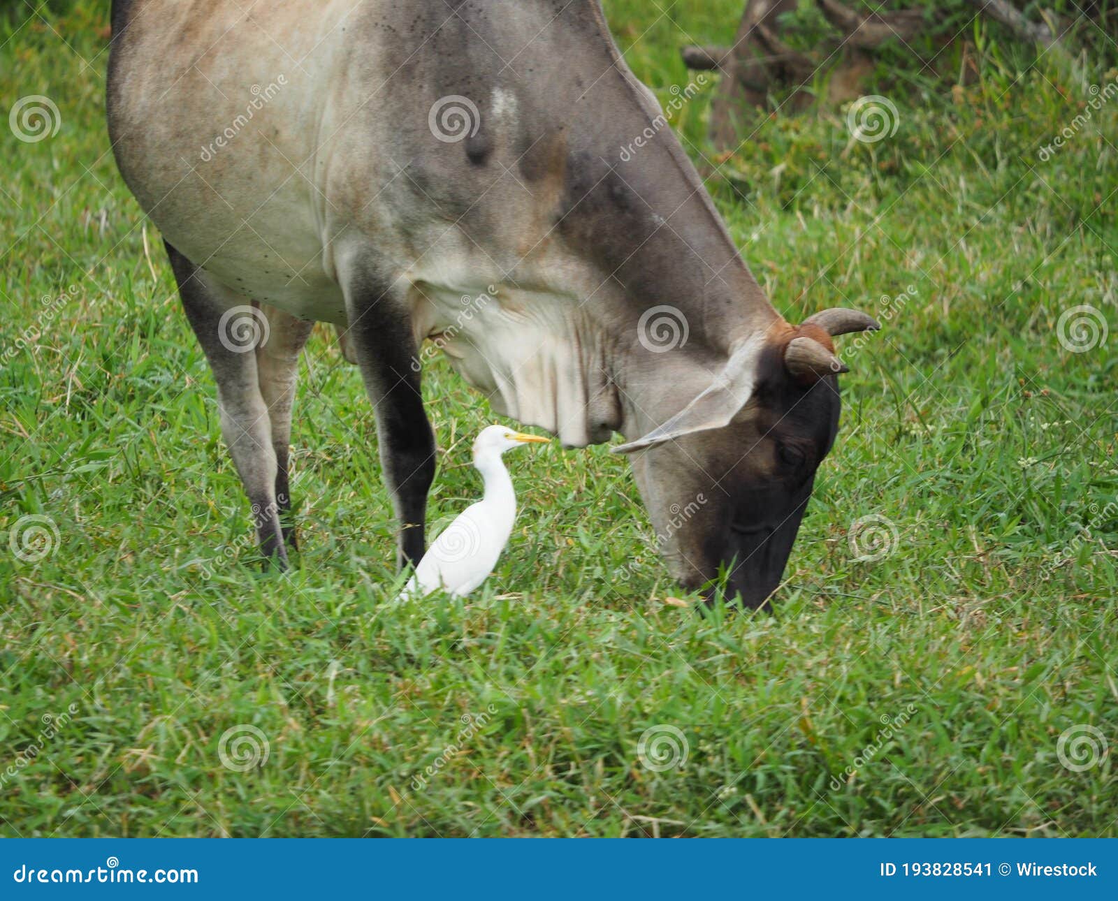 Bird and a Bull Captured Together in a Field during the Daytime Stock ...