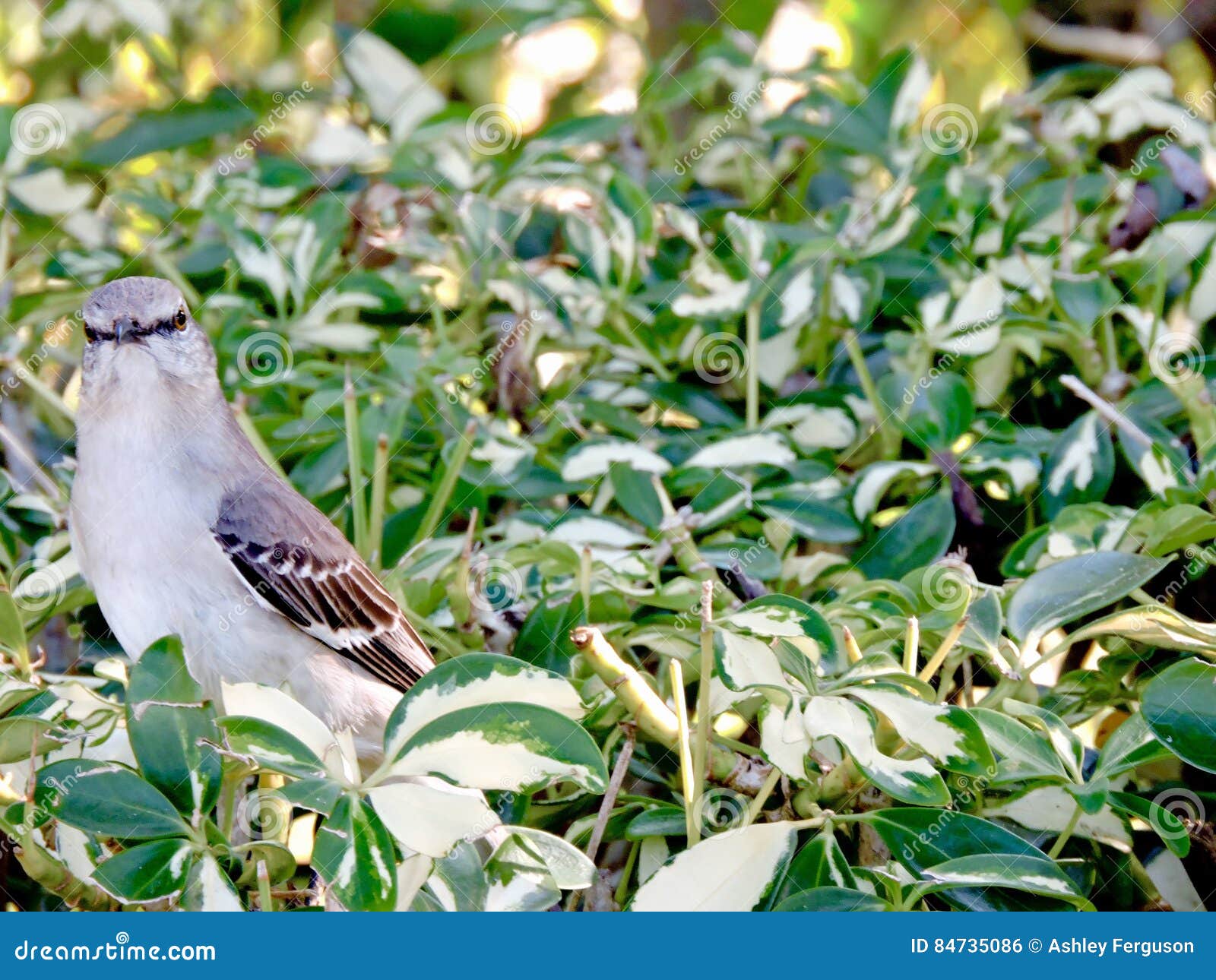 Bird in the bush stock photo. Image of bush, flower, floral - 84735086