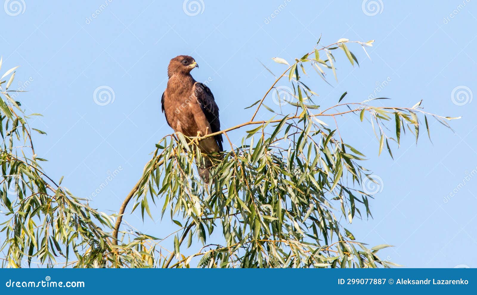 Bird Buzzard Sitting on a Tree Stock Image - Image of animal, hawk ...