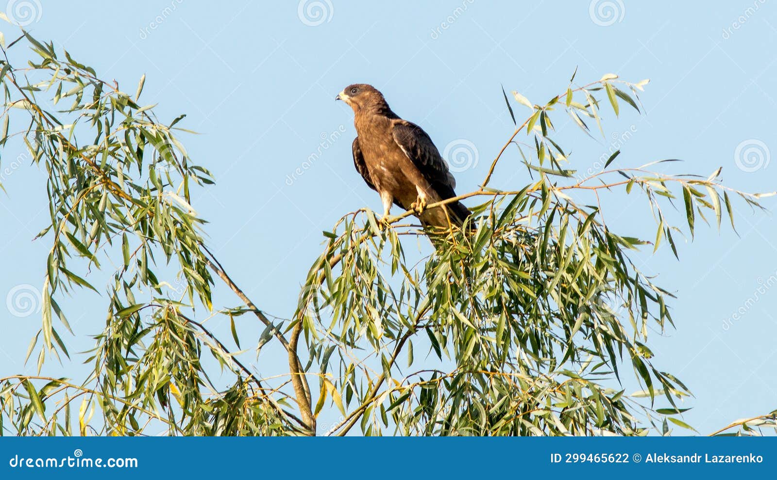 Bird Buzzard Sitting on a Tree Branch Stock Photo - Image of black ...