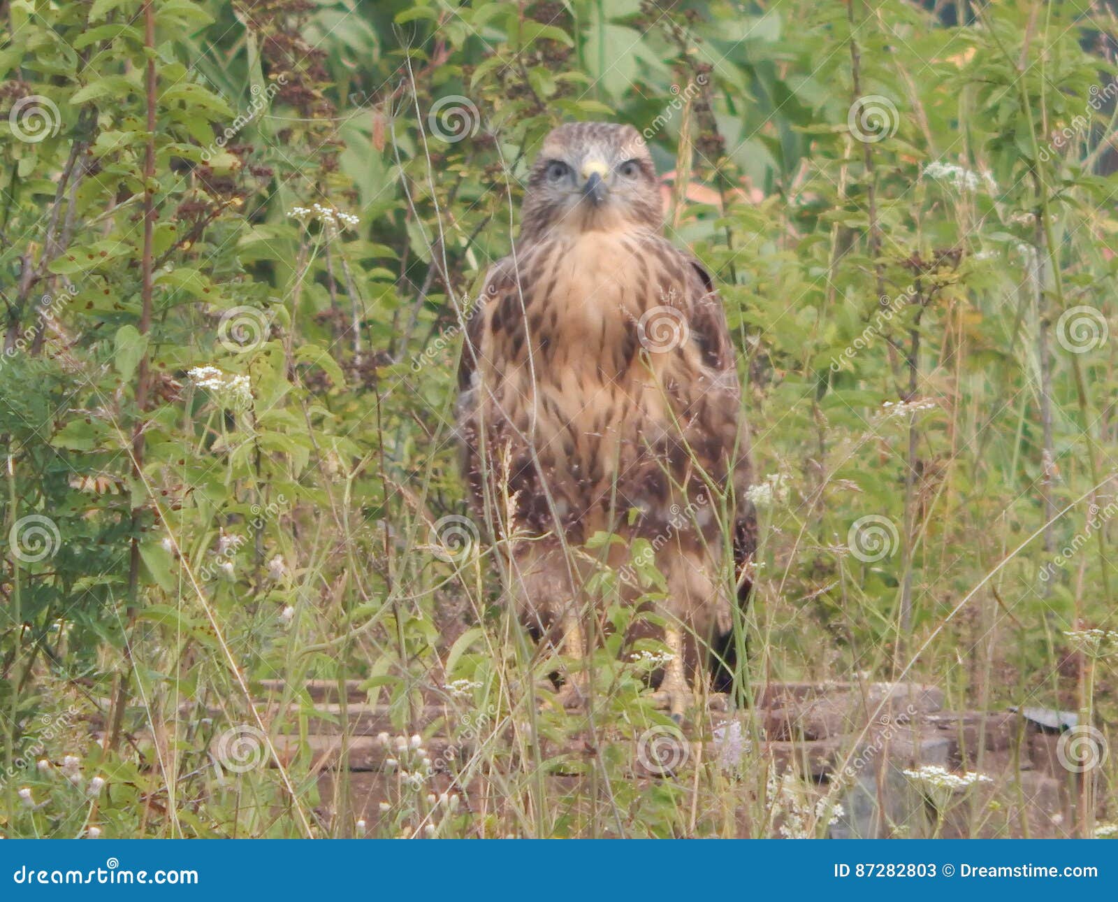 The Bird is a Buzzard in the Wild Stock Image - Image of freedom ...