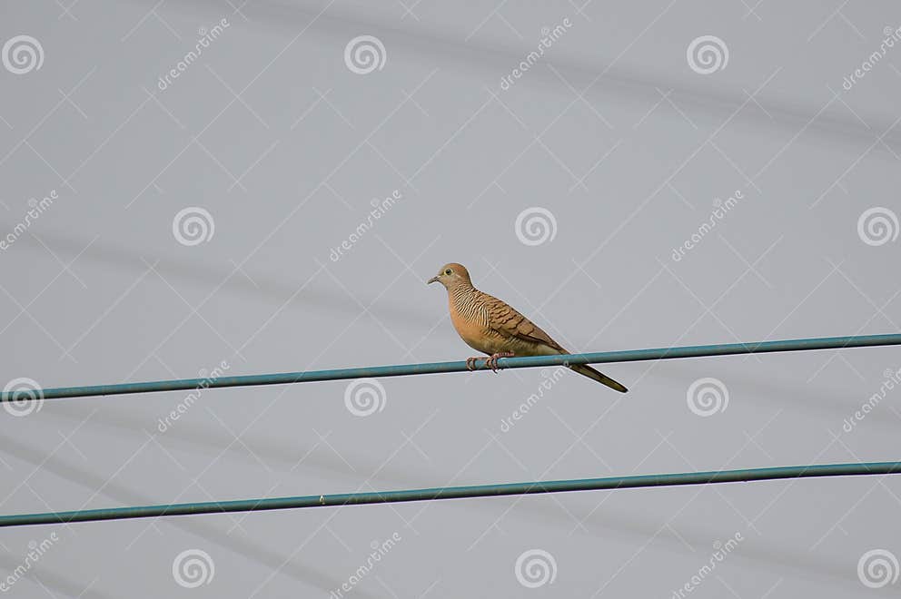 Bird on cable stock photo. Image of nature, animal, cable - 78900642