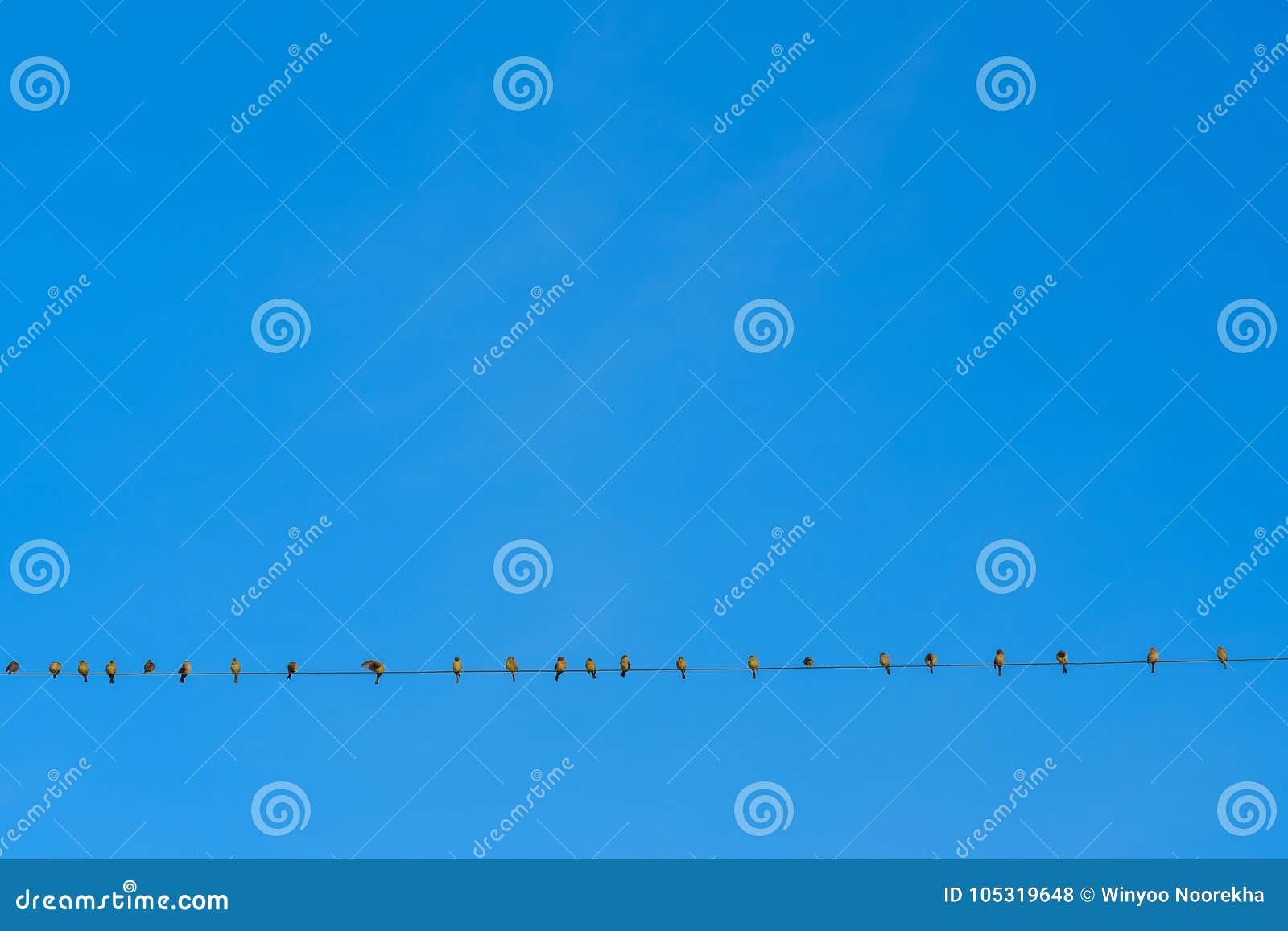 Bird on cable. stock photo. Image of group, cable, nature - 105319648