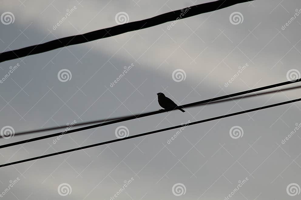 Bird on cable stock illustration. Illustration of struja - 355680536