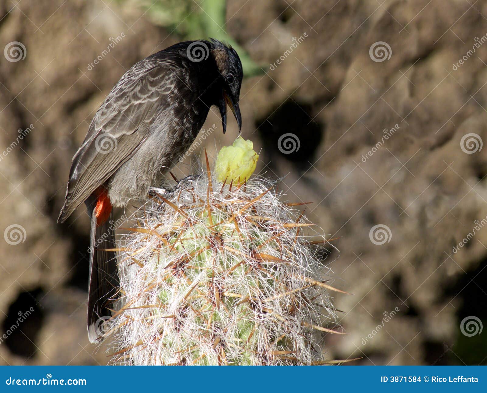 Bird cactus stock photo. Image of senilus, hair, cactus - 3871584