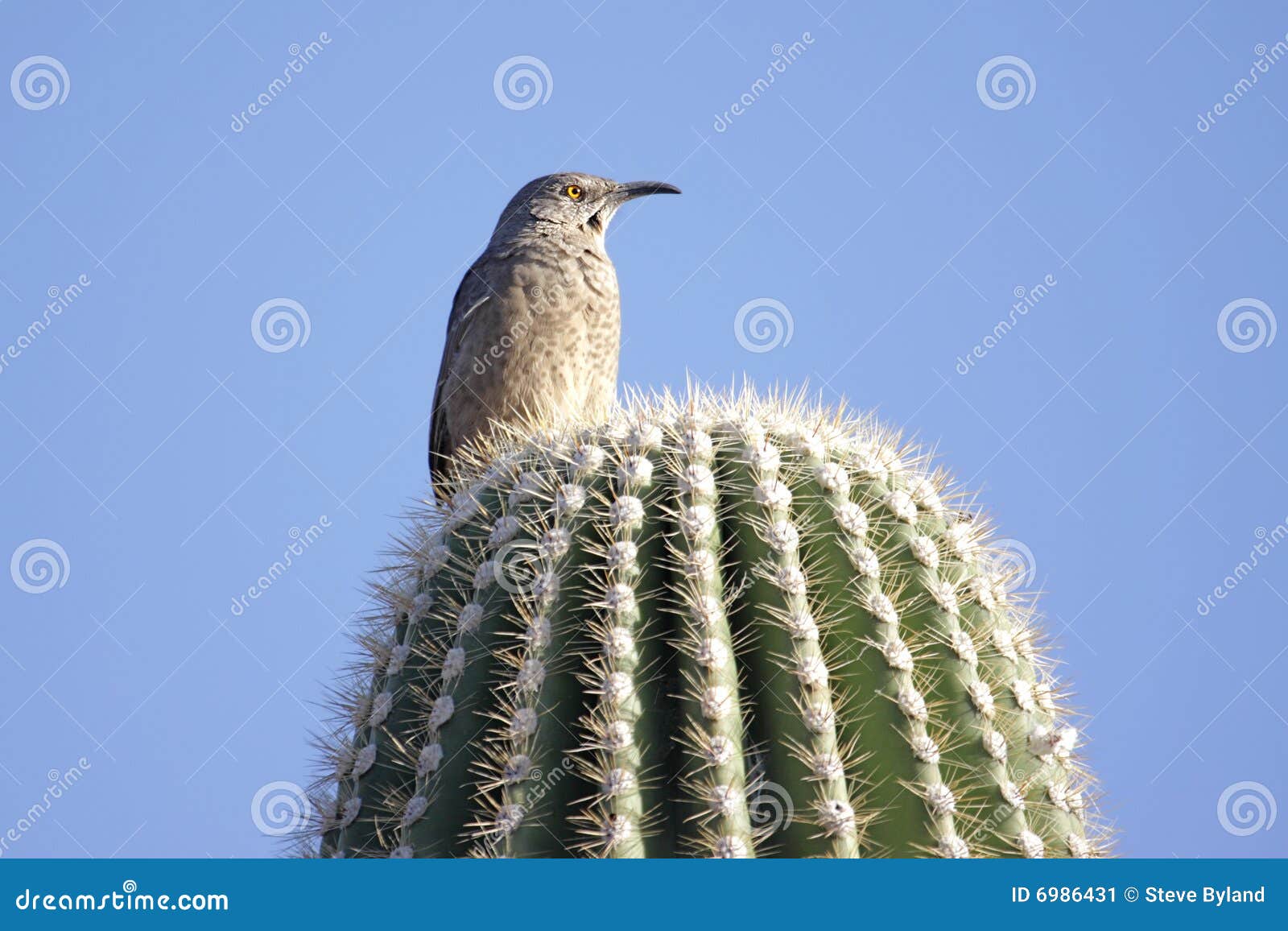 Bird on a Cactus stock image. Image of fauna, birds, wildlife - 6986431