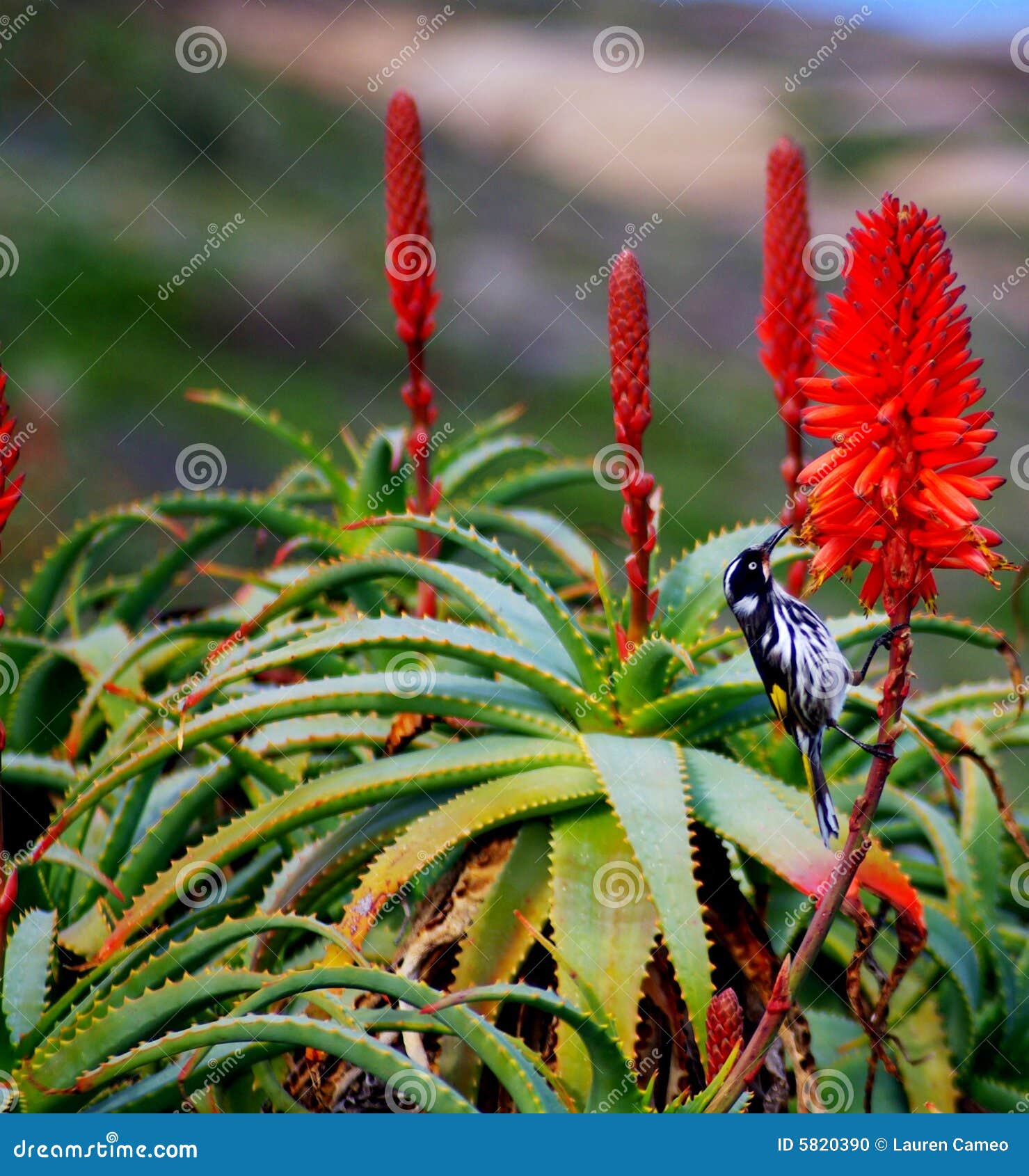 Bird & Cactus Flower stock photo. Image of colorful - 5820390