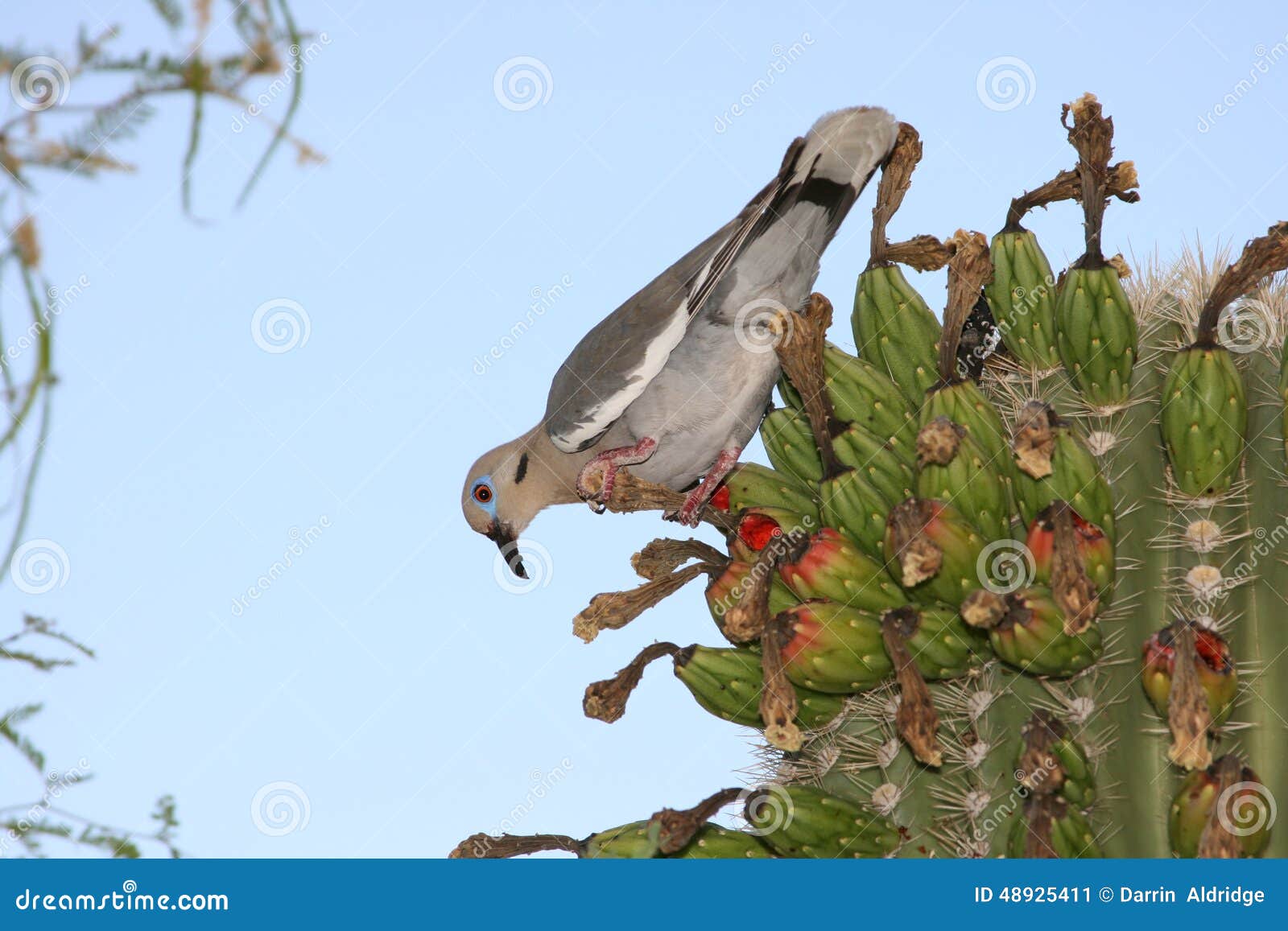 Bird on cactus stock image. Image of wildlife, cactus - 48925411