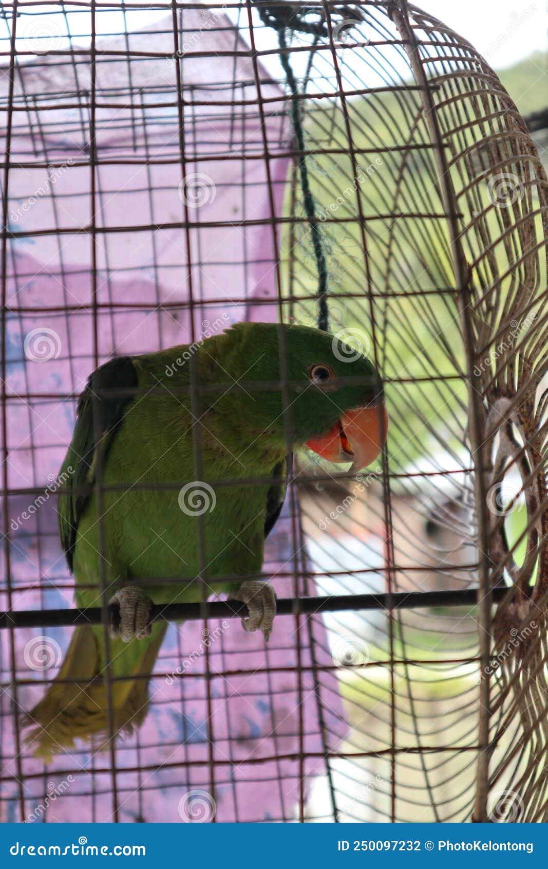 Bird in a cage stock photo. Image of cell, freedom, mammal - 250097232