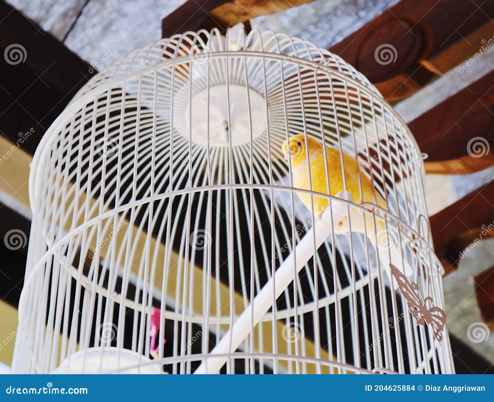 Bird in a cage stock photo. Image of inside, cage, beautiful - 204625884