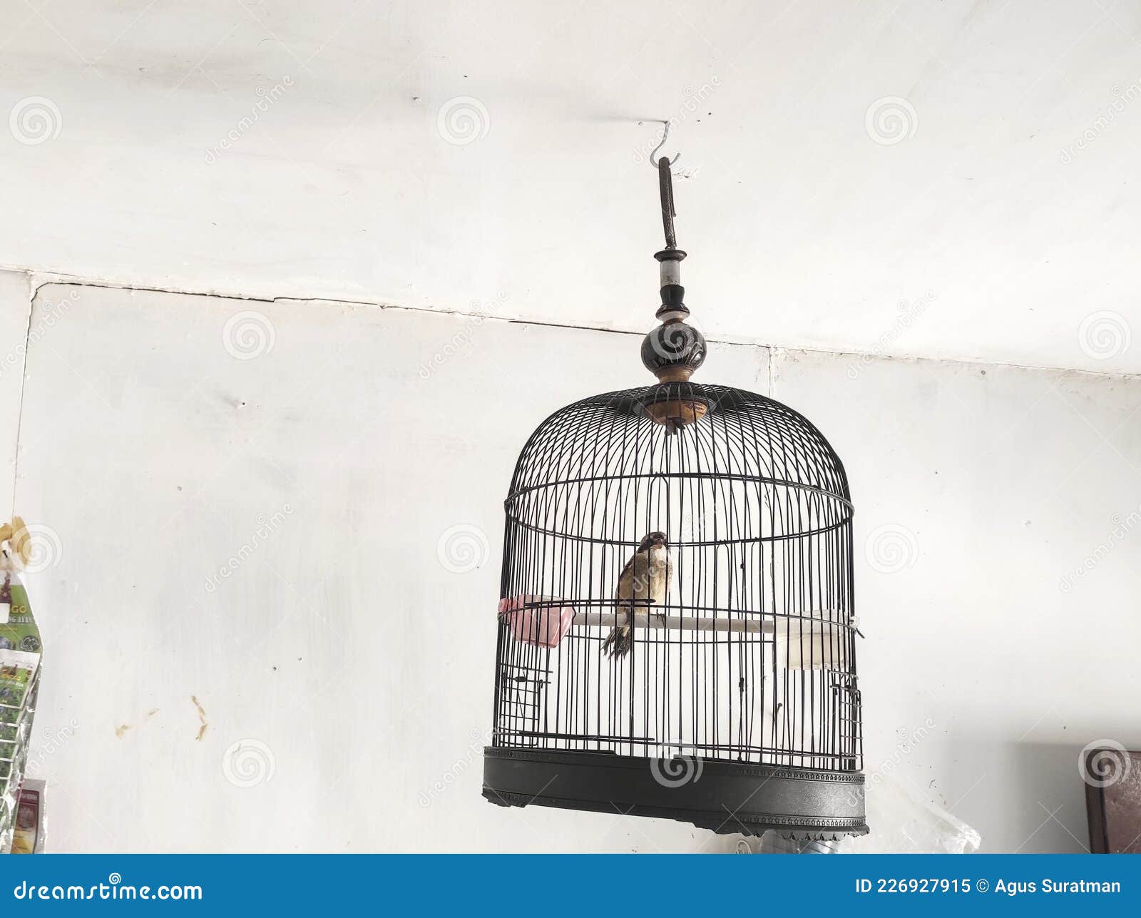 Bird in a cage stock image. Image of wall, room, design - 226927915