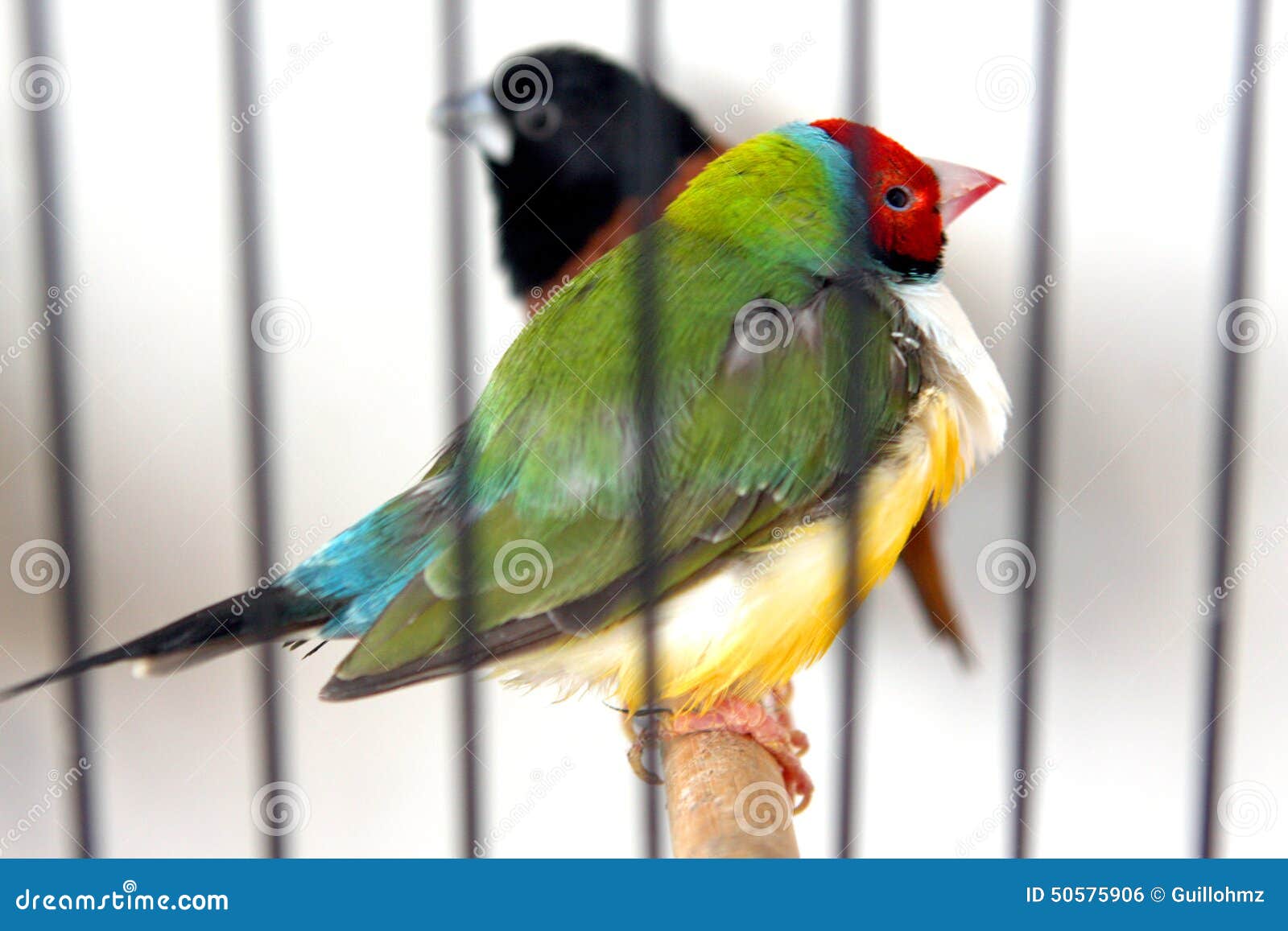Bird in cage stock photo. Image of sparrow, yellow, cage - 50575906