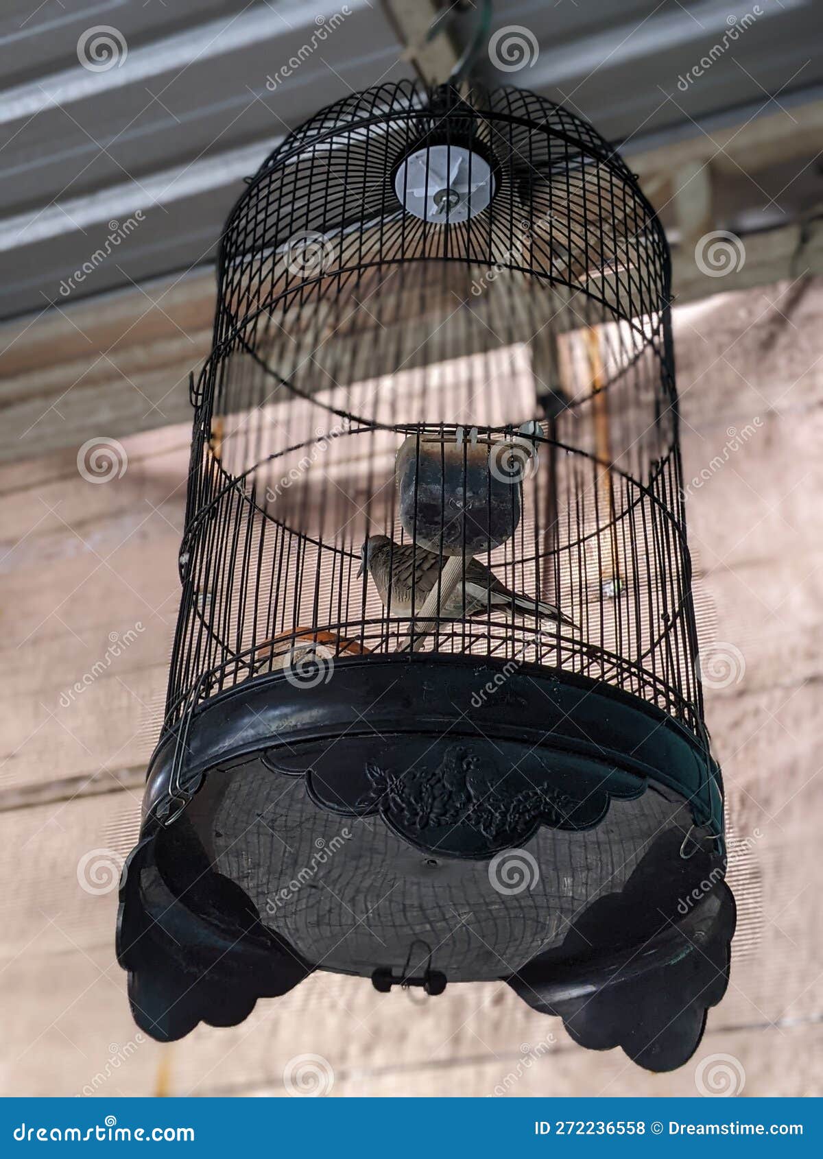 Bird Cage Hanging Under the Eaves of the House Stock Photo - Image of ...