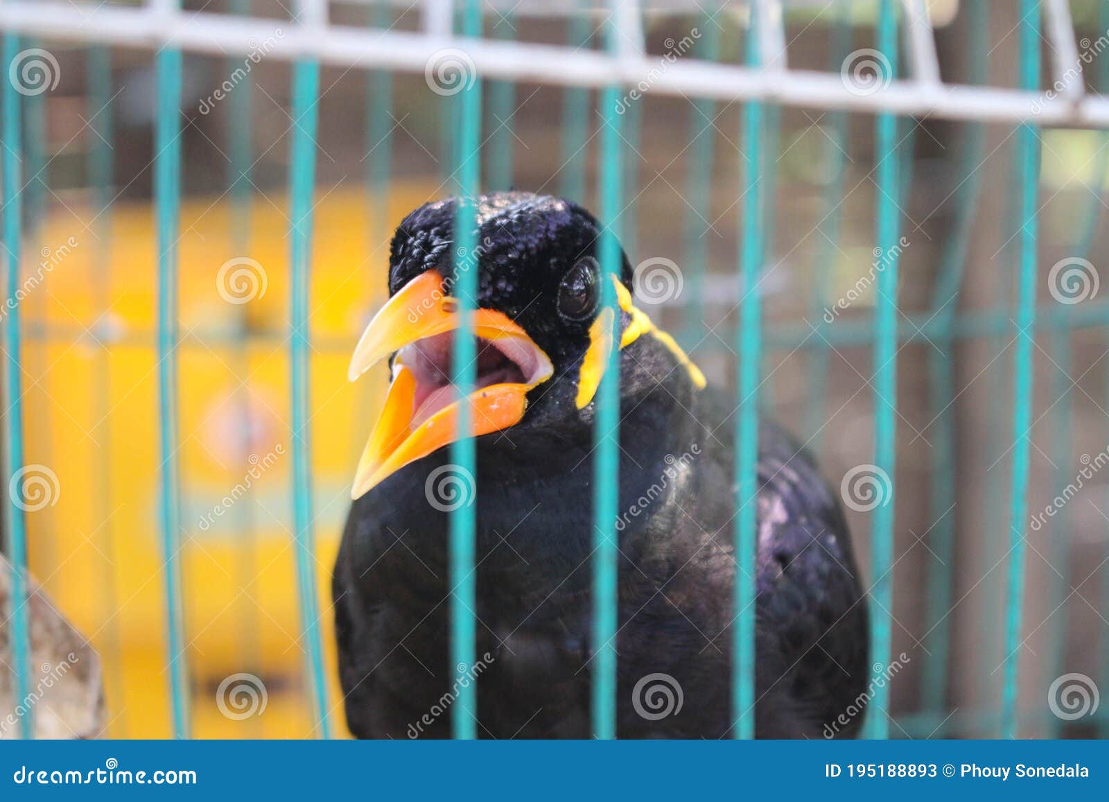 Bird Cage Myna Bird Talking Myna Bird,black Bird Stock Image - Image of ...