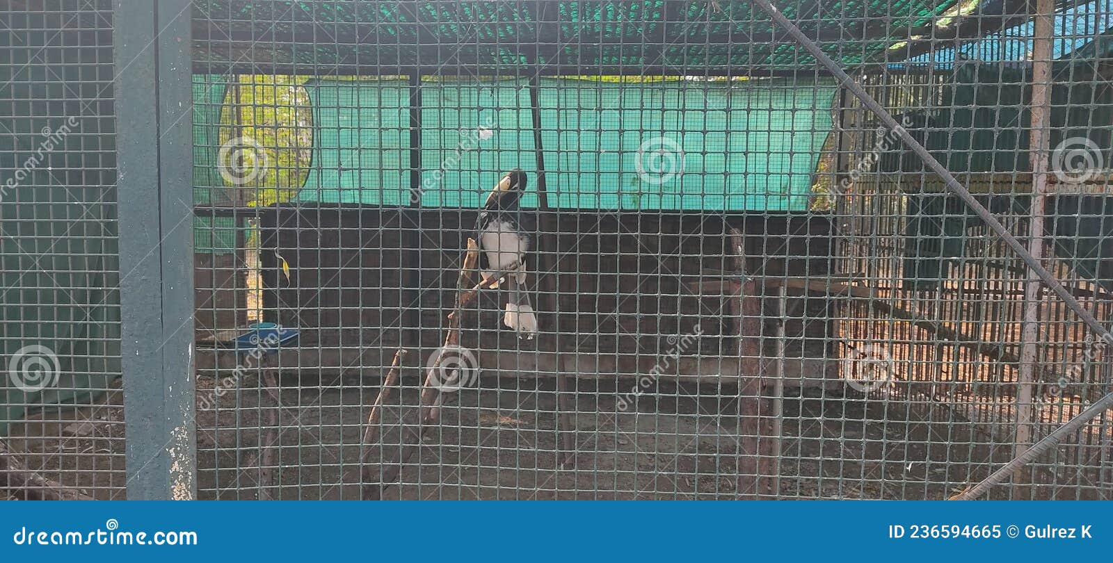 Bird in a Cage at Zoo stock image. Image of fence, colourful - 236594665
