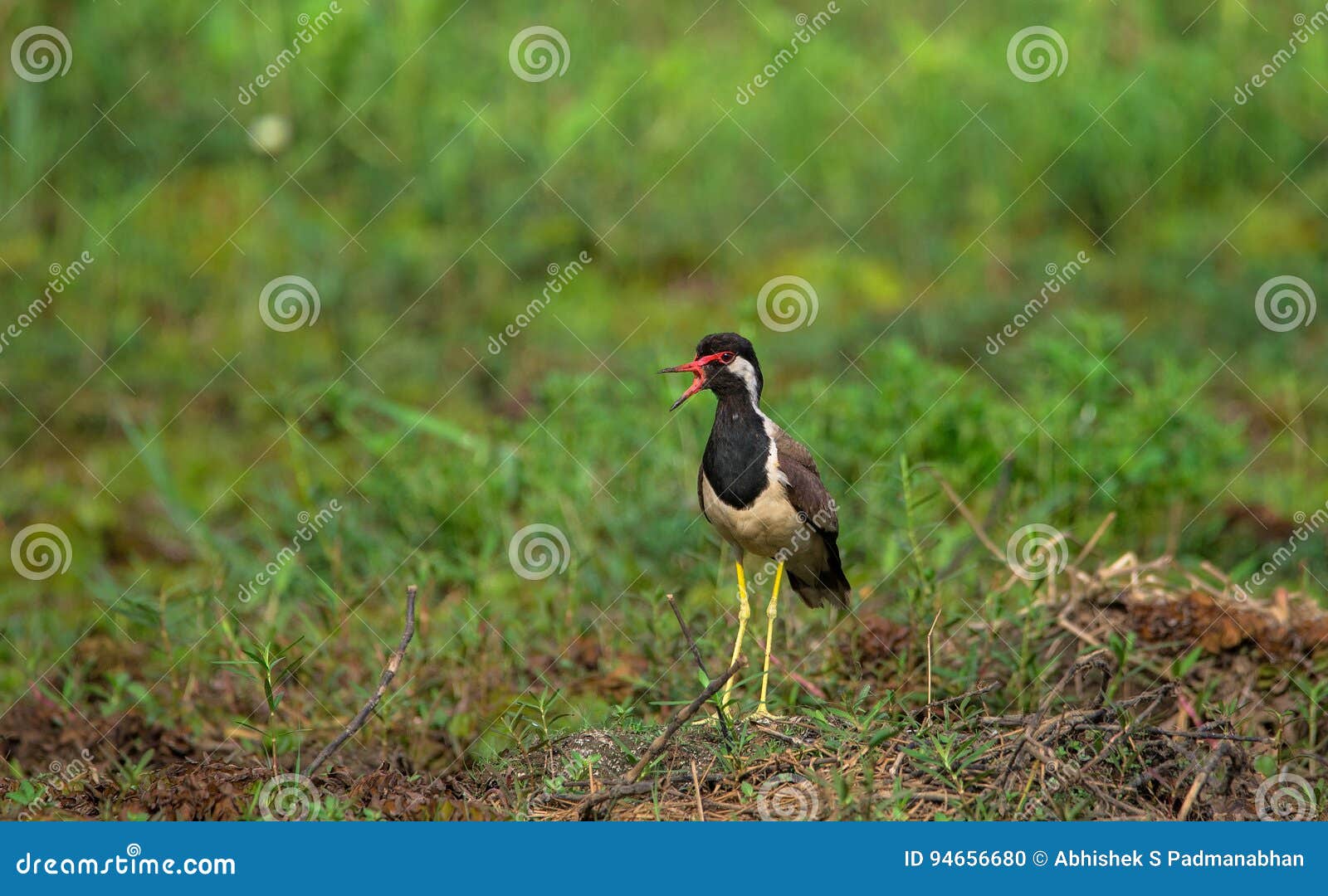 Bird Call Lapwing stock photo. Image of bird, kerala - 94656680