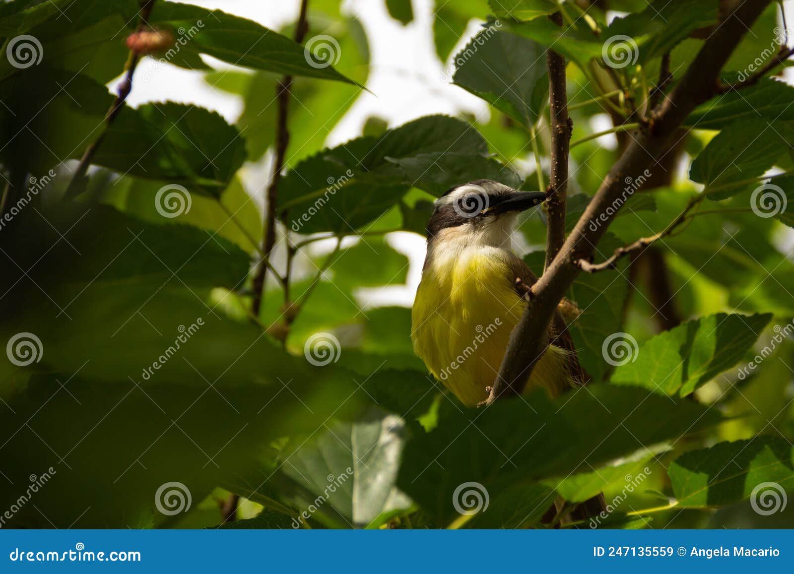 A Bird Called `bem-te-vi` Pitangus Sulphuratus. Stock Image - Image of ...