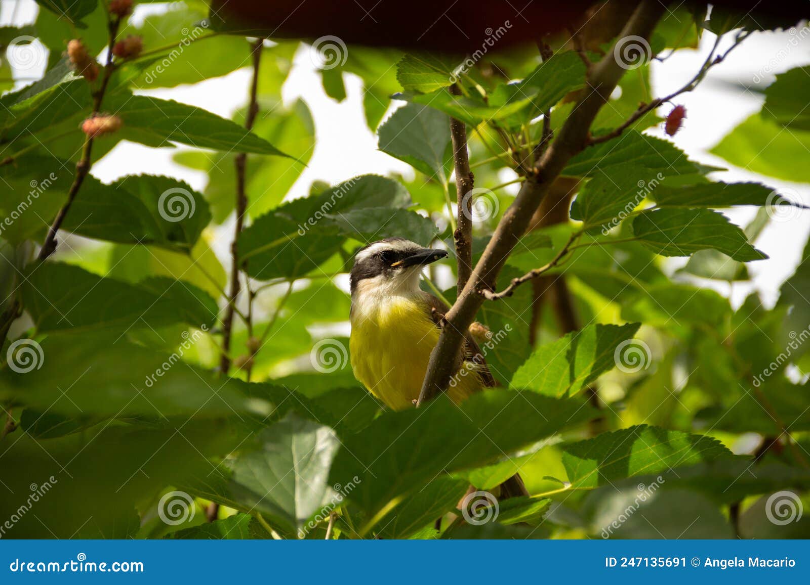 A Bird Called `bem-te-vi` Pitangus Sulphuratus. Stock Image - Image of ...
