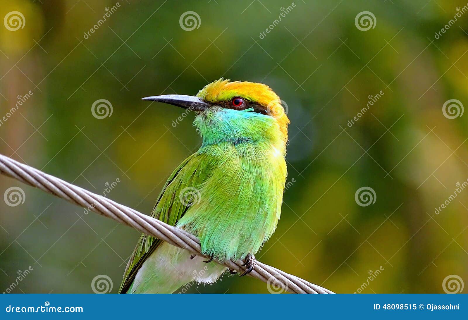 Bird Calm Nature Beauty Awesome Stock Image - Image of calm, beauty ...