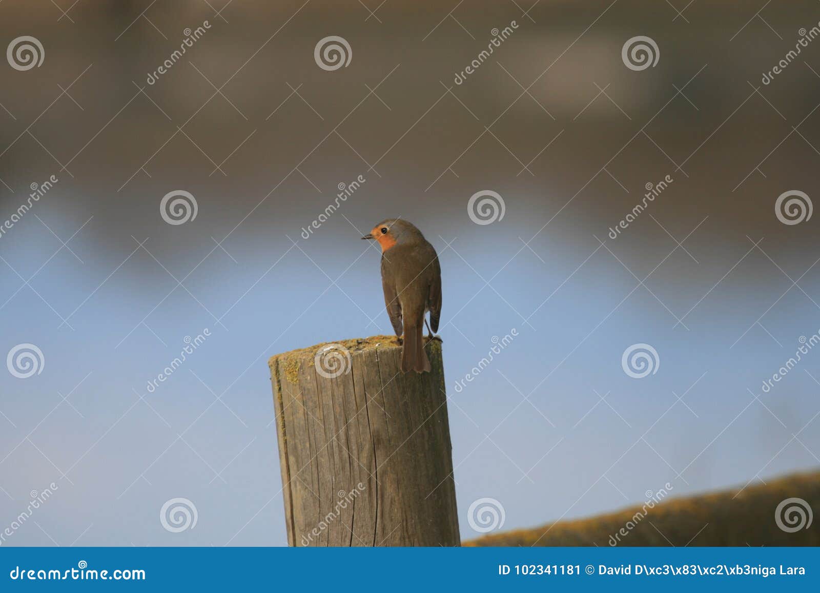 Bird stock image. Image of animals, calm, wood, brown - 102341181