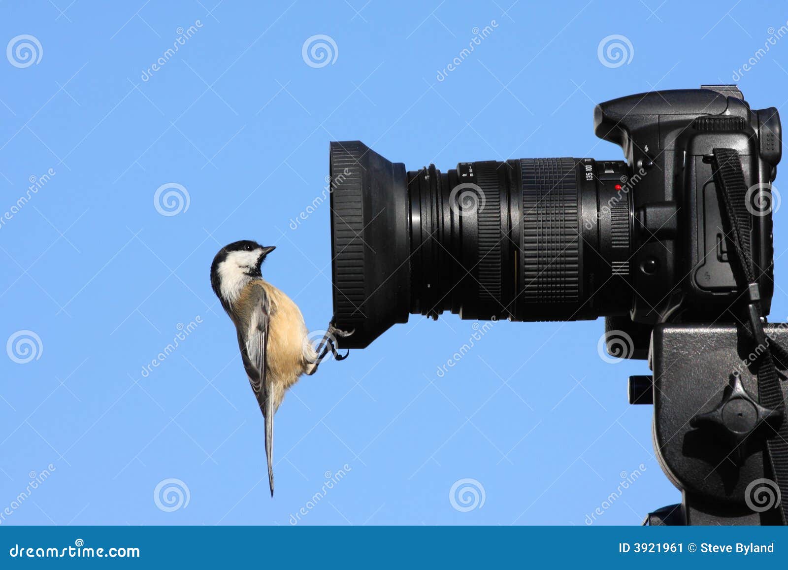 Bird on Camera stock image. Image of feathers, songbirds - 3921961