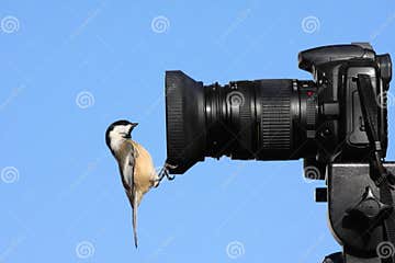 Bird on Camera stock image. Image of feathers, songbirds - 3921961