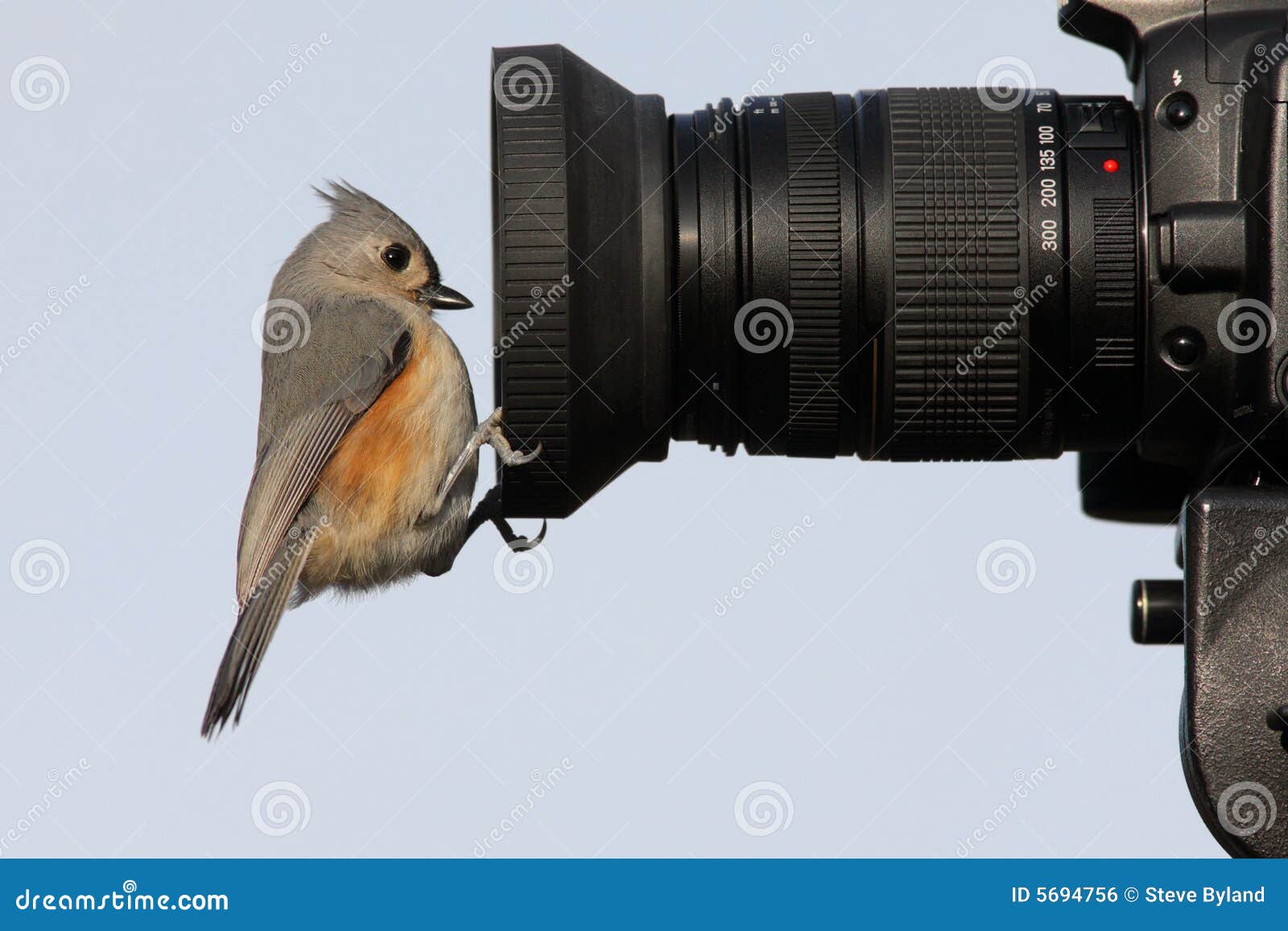 Bird on a Camera stock photo. Image of camera, titmouse - 5694756