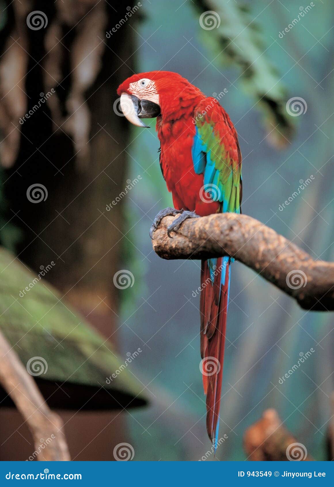 Bird on Cane stock image. Image of dark, yellow, beak, branch - 943549