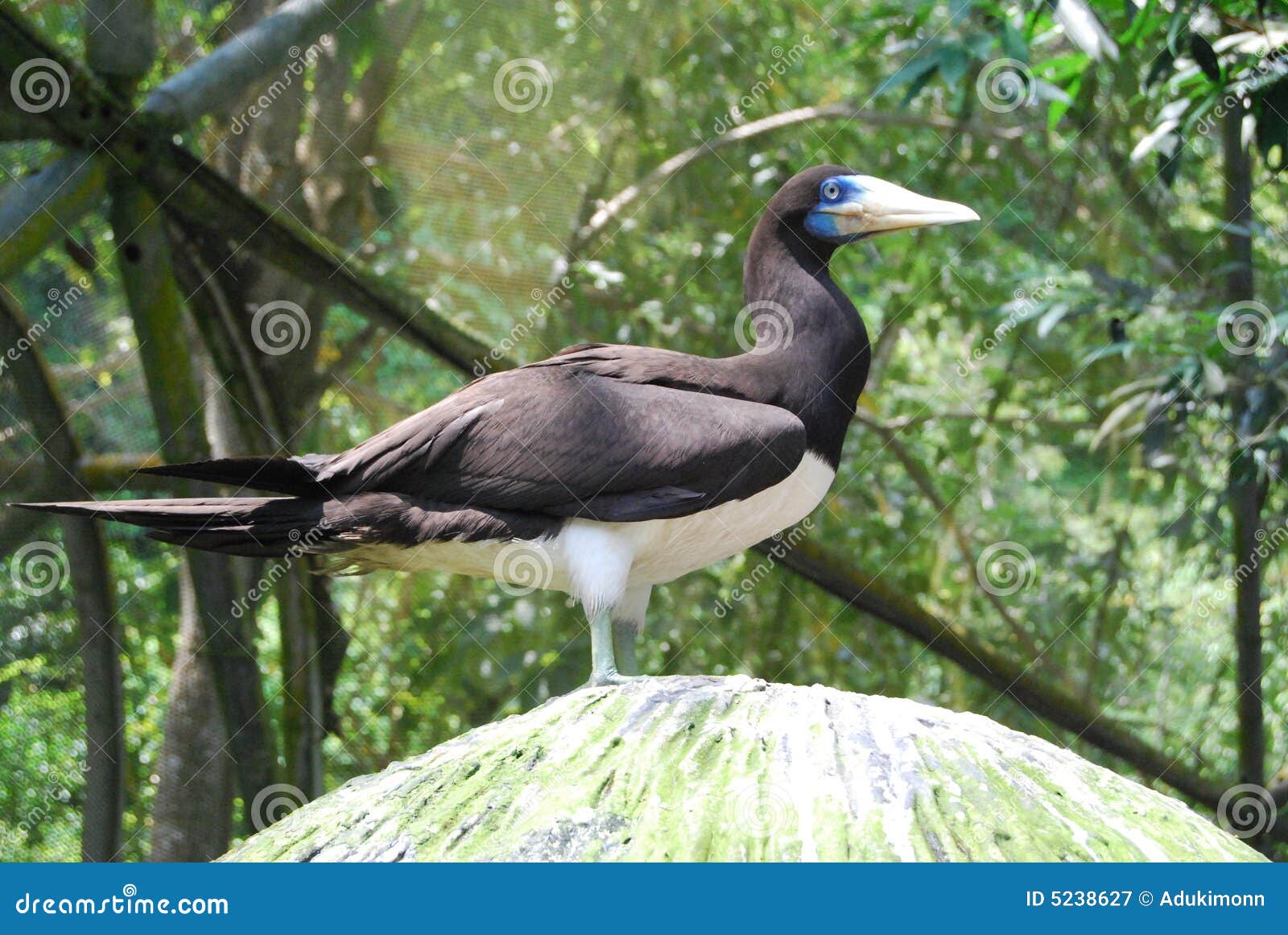 Bird at captive stock image. Image of farm, animals, breeding - 5238627