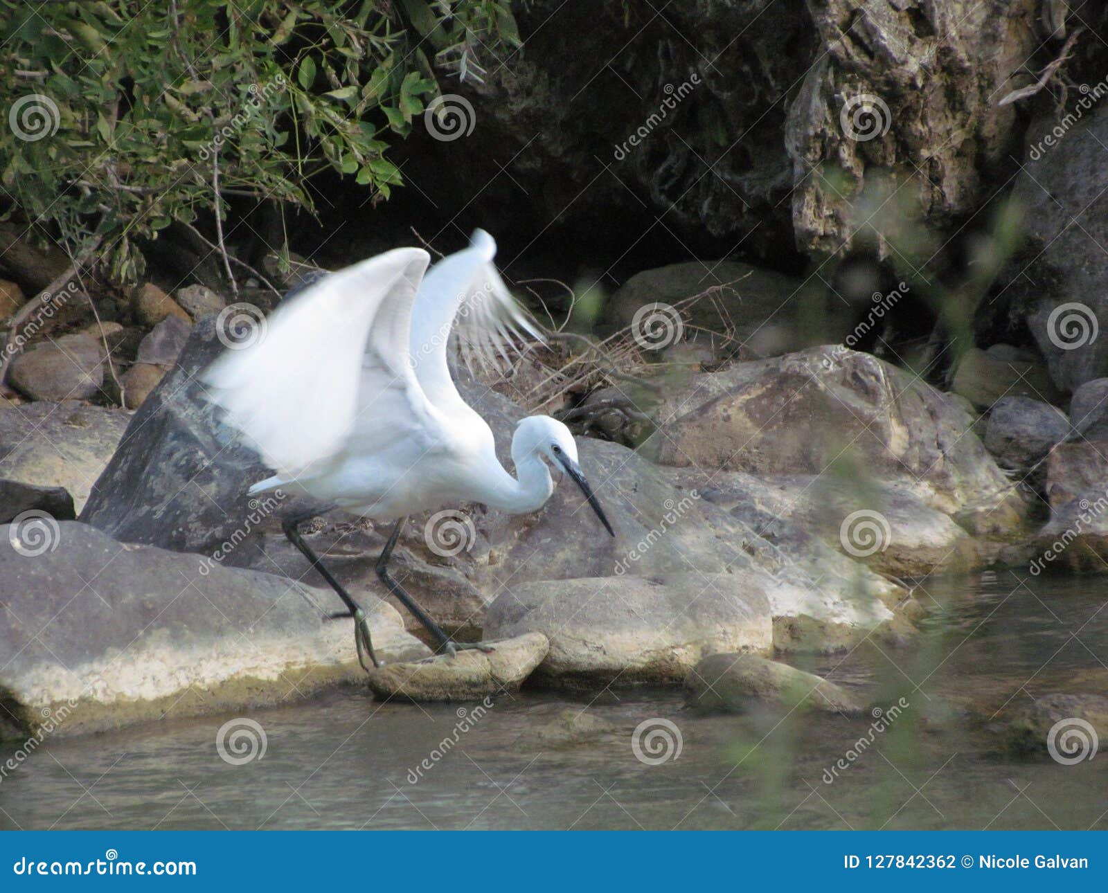Bird capture stock photo. Image of animals, capture - 127842362