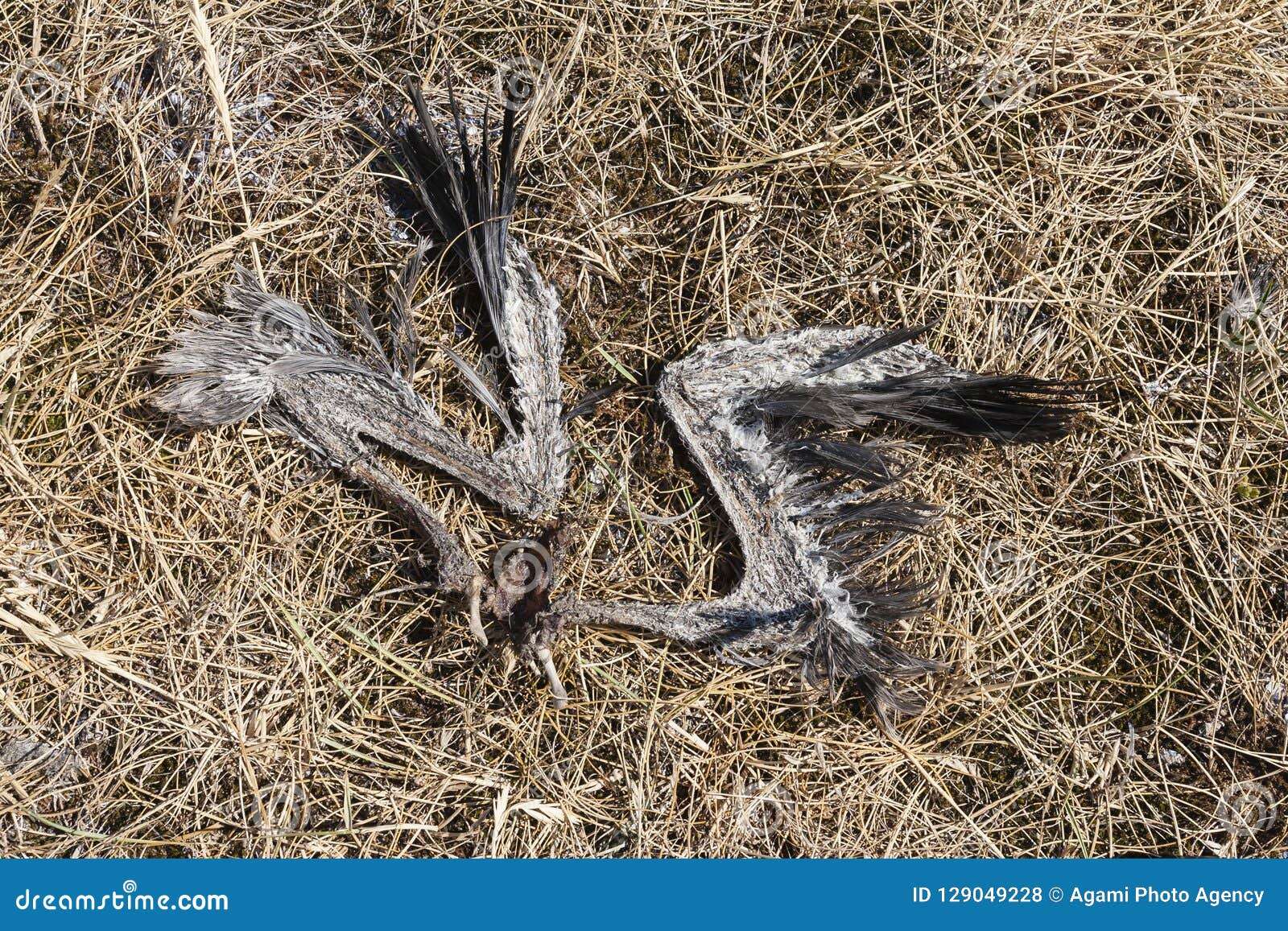 Bird carcass at Texel stock photo. Image of island, natura2000 - 129049228