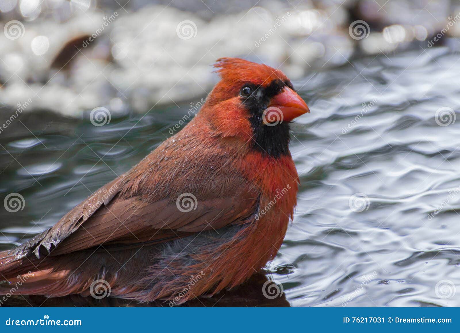 Bird - cardinal bathing stock image. Image of branch - 76217031