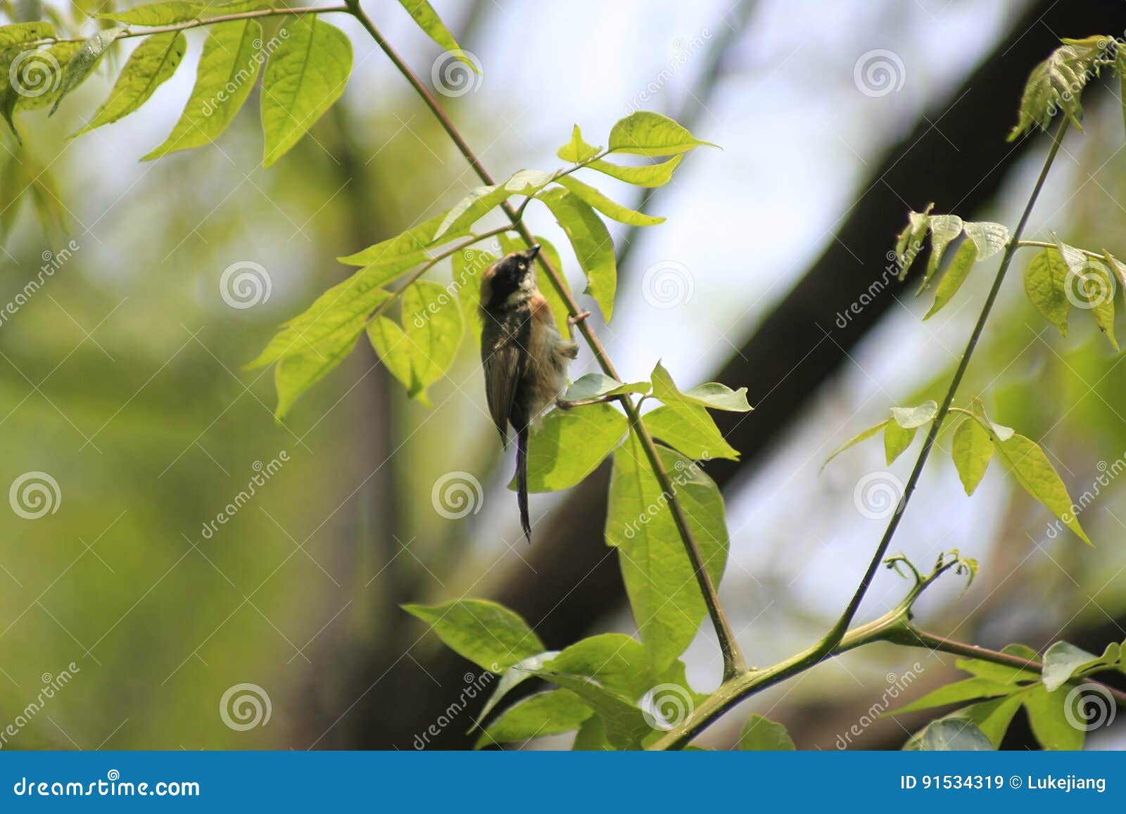 Bird stock image. Image of birding, male, flowerpecker - 91534319