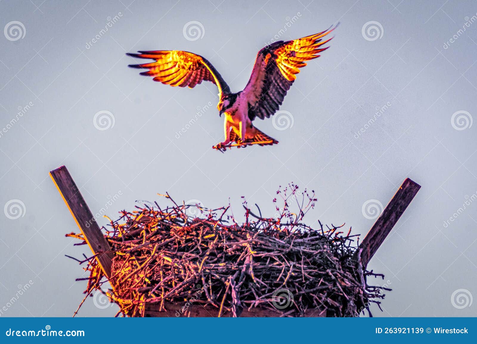 Bird Carrying a Twig To Its Nest Stock Image - Image of nature, natural ...