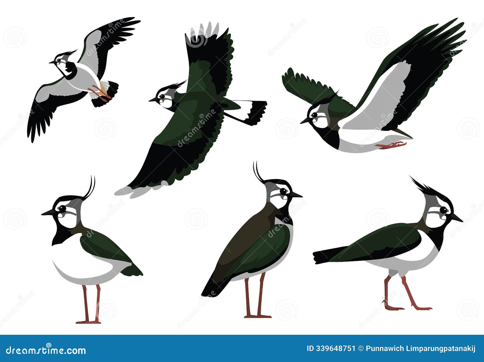 Northern Lapwing Bird Poses Vector Illustration Stock Illustration ...